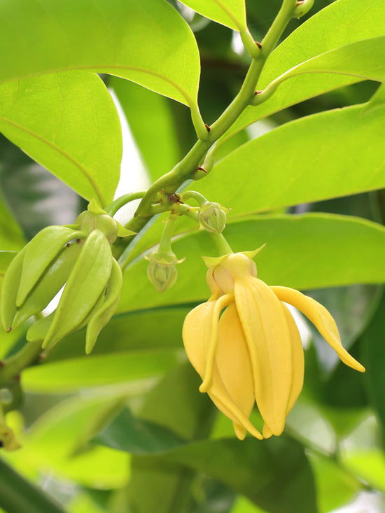 Buy Manoranjitham (Hari Champa) Plant – Fragrant & Beautiful Blooms ...