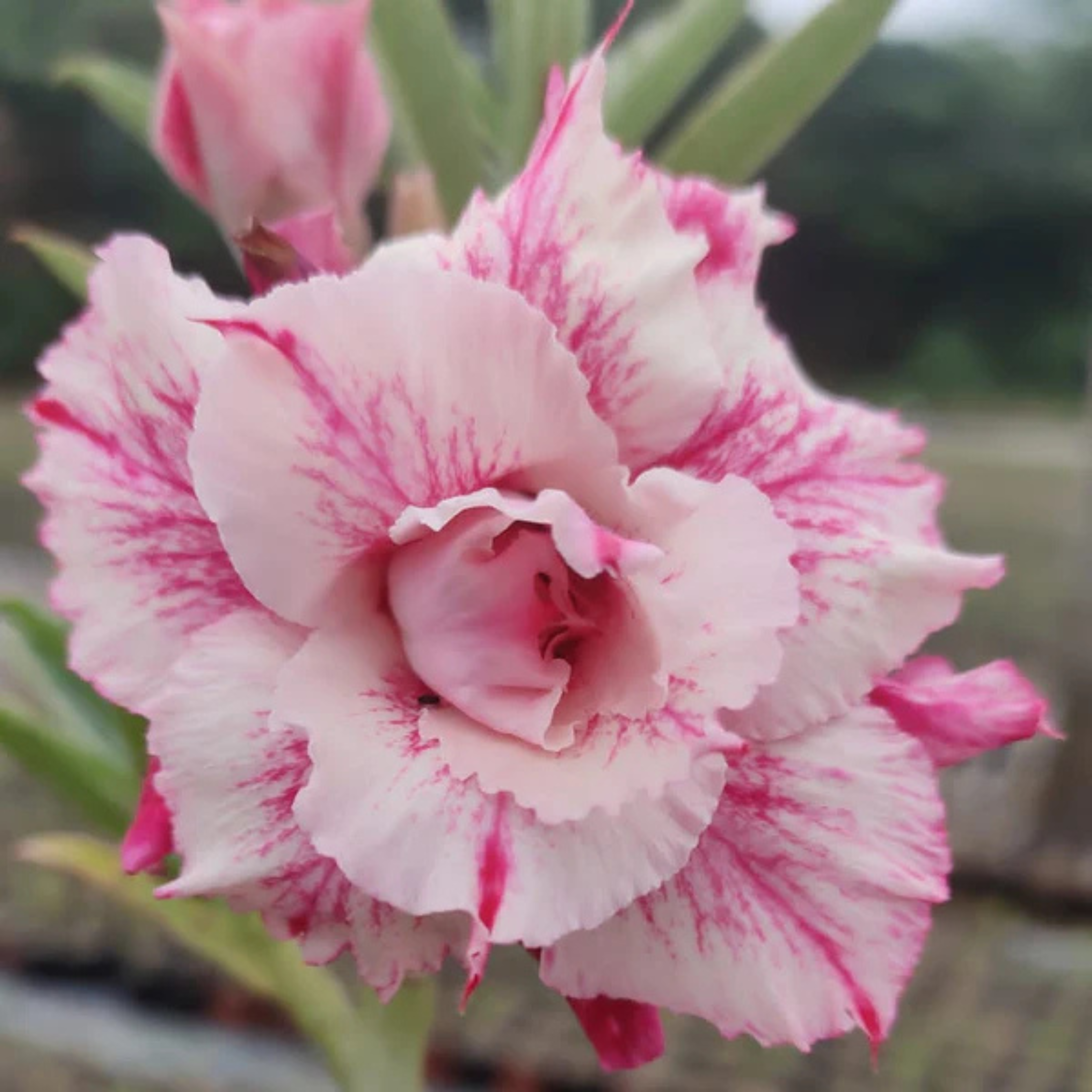 Buy Adenium Pink White Double Petal Live Plant Online | Desert Rose ...