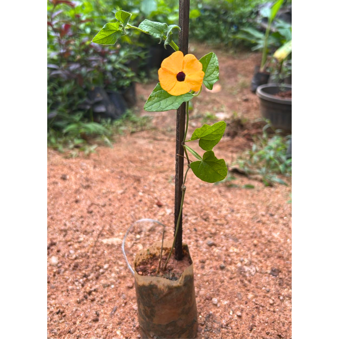 Black Eyed Susan Yellow | All Time Flowering Live Plant | Seed2Plant ...