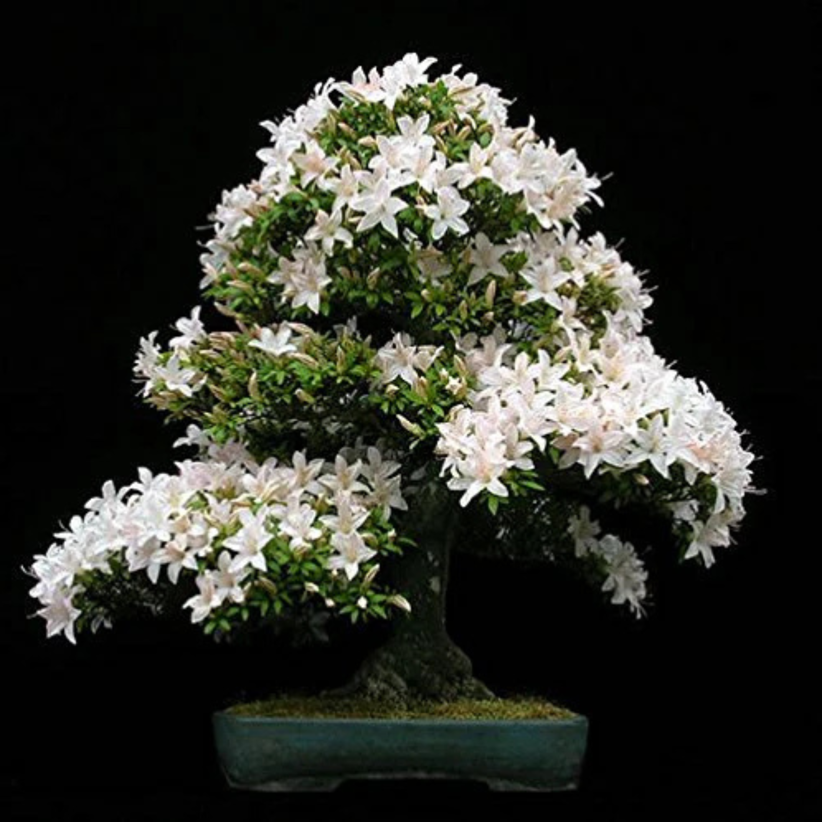 Dwarf Kamini (Muraya Bonsai Tree) – Live Flowering Bonsai Plant | Buy ...