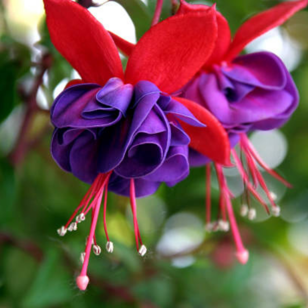 Buy Seeds & Live Plants Online in India – Bloomica