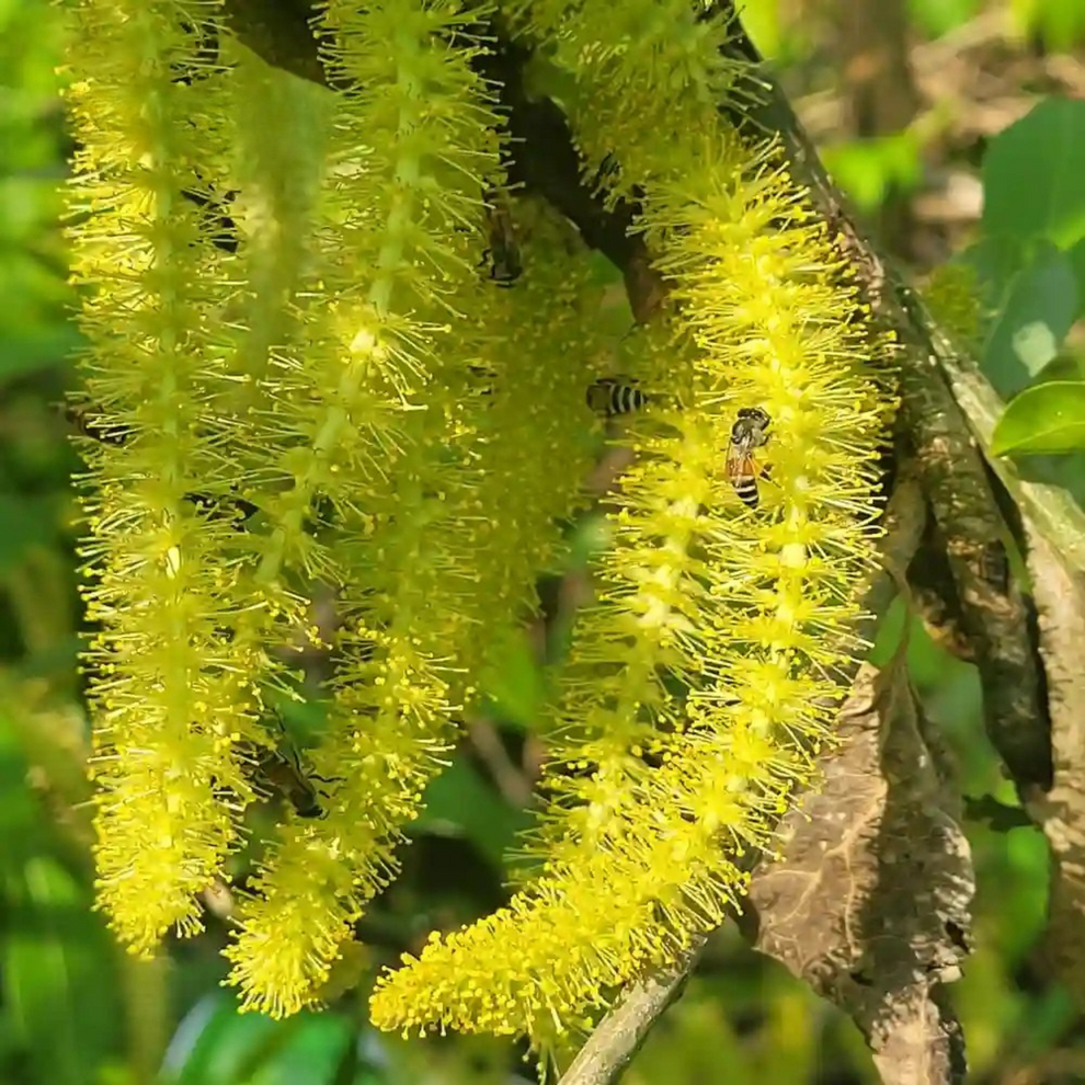 Indian Willow (Salix tetrasperma) Medicinal Live Plant – Bloomica
