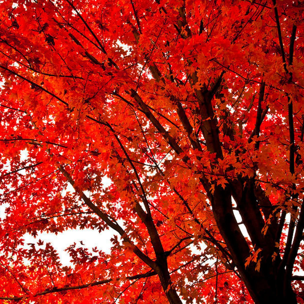 Red Maple Tree Live Plant Online | Exotic Ornamental Tree – Bloomica