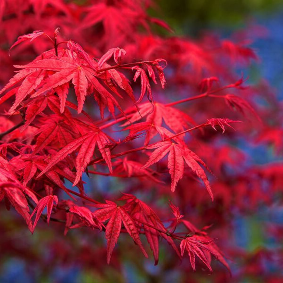 Red Maple Tree Live Plant Online | Exotic Ornamental Tree – Bloomica