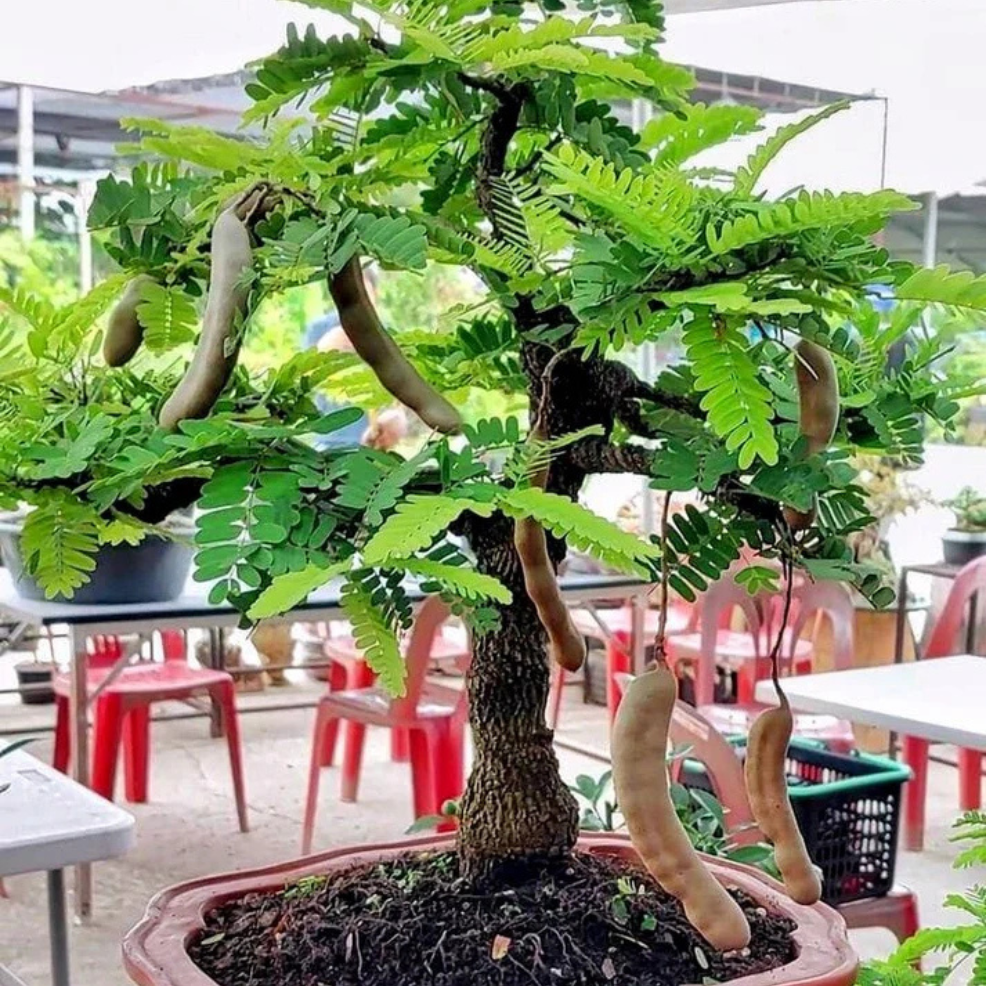 Tamarind Tree Bonsai (Tamarindus Indica) – Live Miniature Fruit Tree ...