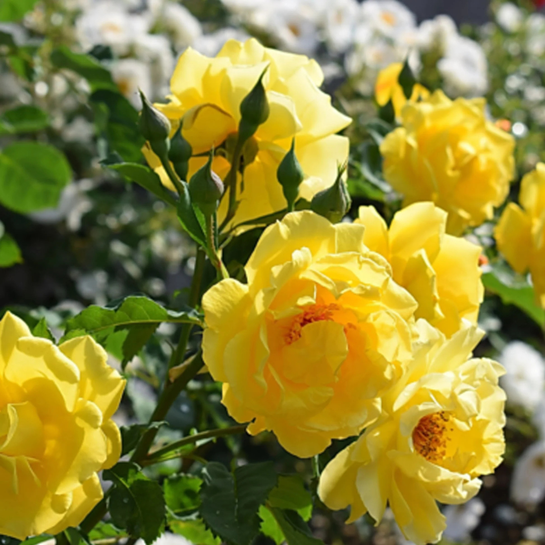Buy Yellow Climber Rose Plant Online | Rare Fragrant Climbing Rose ...
