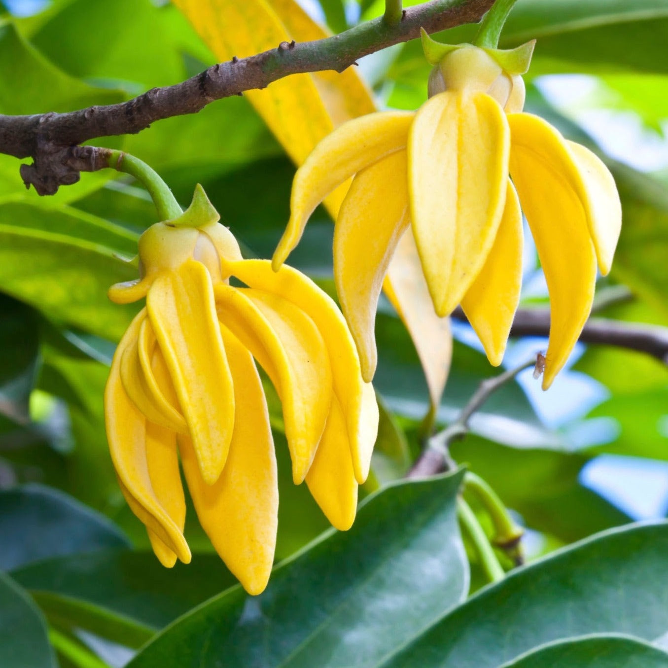 Buy Manoranjitham (Hari Champa) Plant – Fragrant & Beautiful Blooms ...