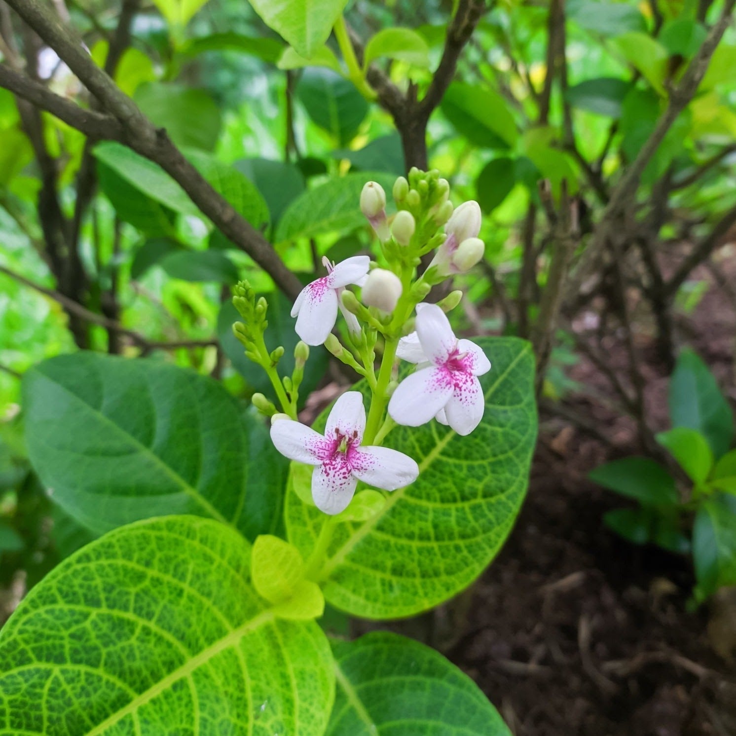 Pseuderanthemum Maculatum (Green Leaf) Flowering Live Plant – Bloomica