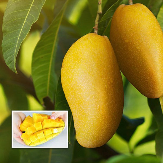 Buy Thailand All Season Mango Plant Online in India – Year-Round Fruit ...